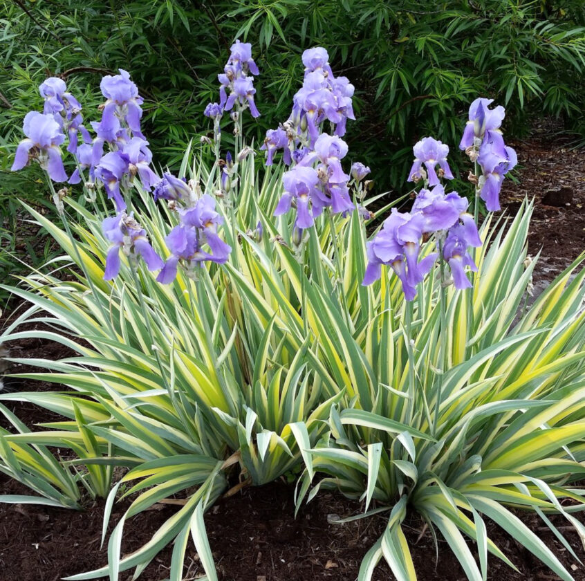 Dividing bearded irises | News, Sports, Jobs - The Express
